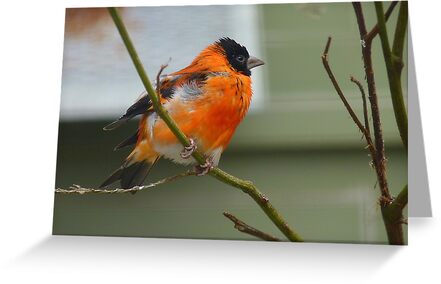 "I'm The Red Factor Type!!! - Red Bronze Canary - NZ" by AndreaEL ...