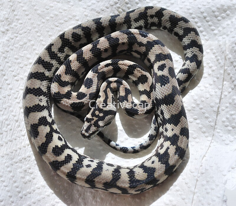 "Black & White Jungle Python" by Creativecap | Redbubble