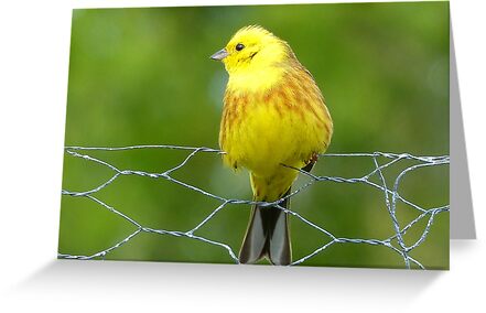 "A Little Bit Of Bread AND No Cheese Please...- Yellowhammer - NZ" by ...