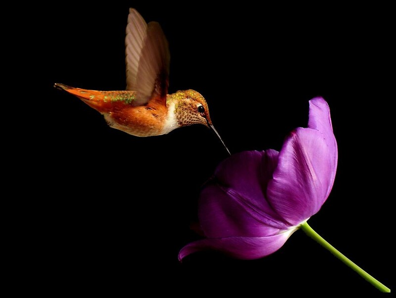 "HUMMINGBIRD AND PURPLE TULIP~" by RoseMarie747 | Redbubble