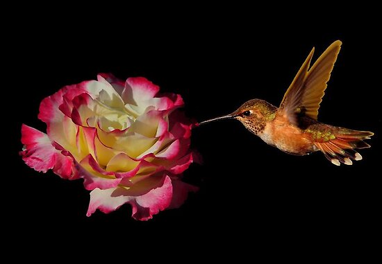 "THE ROSE AND HUMMINGBIRD~" by RoseMarie747 | Redbubble