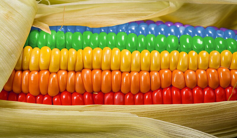 "Rainbow Corn" by Kitty Bitty | Redbubble