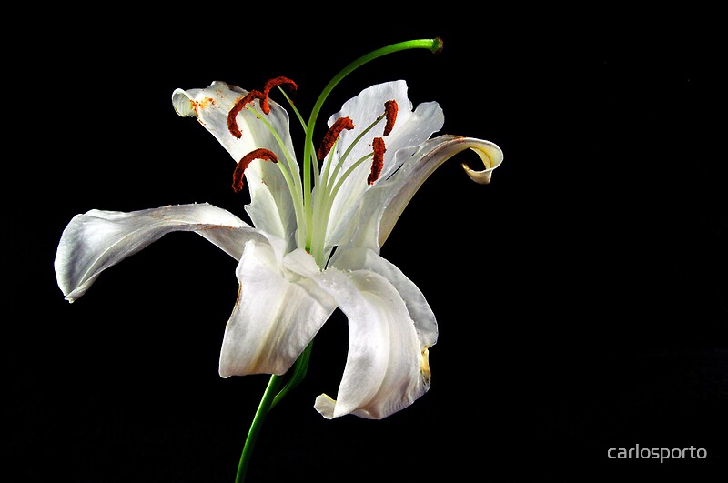 Azucena Flower: Art, Design & Photography | Redbubble