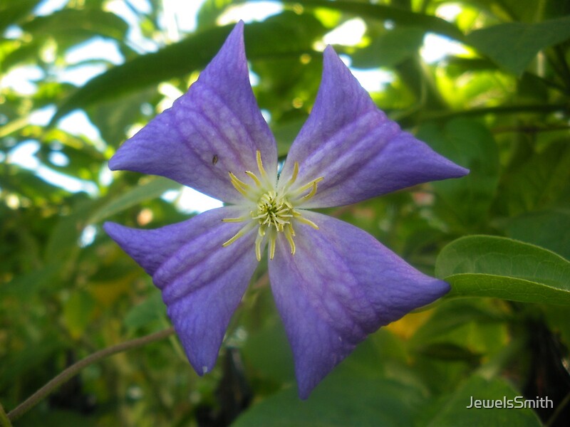 "Four petal purple flower" by JewelsSmith | Redbubble