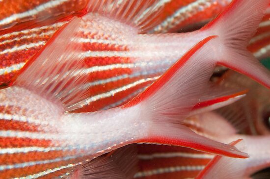 "Fish Tails" by muzy | Redbubble