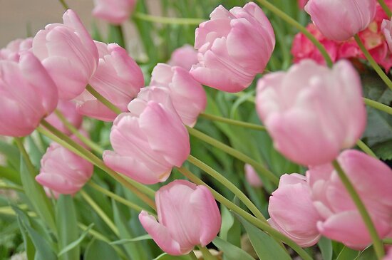 "Baby Pink Tulips" by Jill Vadala | Redbubble