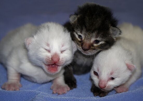 "Kittens-One Week Old" by SharonD | Redbubble