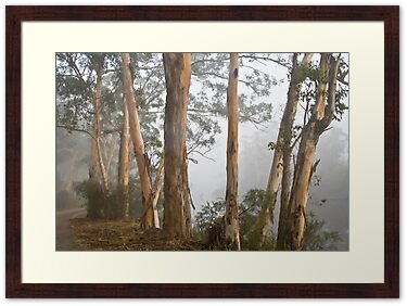"Karri Trees in the Early Morning Mist" by pennyswork | Redbubble