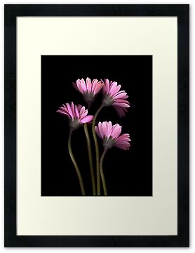 "Gerber Daisies" by Nancy Polanski | Redbubble