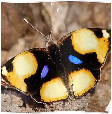 "African Butterfly Series - FEMALE YELLOW PANSY - Genus Junonia ...