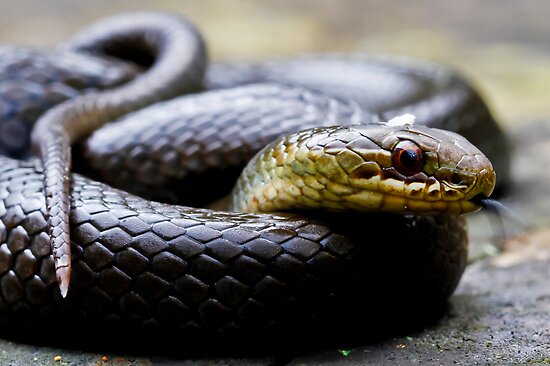 Black Swamp Snake
