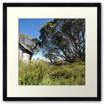 "An Aussie Bush Loo" by Kat36 | Redbubble