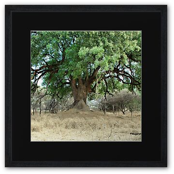 "NYALA TREE - Xanthocercis zambesiaca (Njalaboom)" by Magriet Meintjes ...