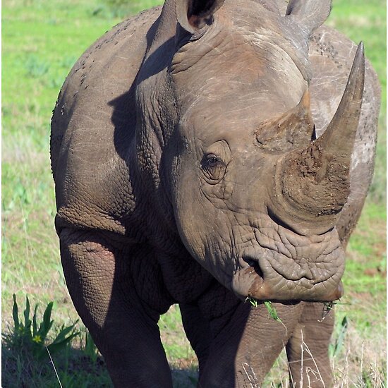 «"Bold & Beautiful" - white rhino bull - kruger Nat. park» de Sandy ...