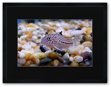 "Do You Need A Hug Huh!! - Croy Cat Fish - Invercargill NZ" by AndreaEL ...