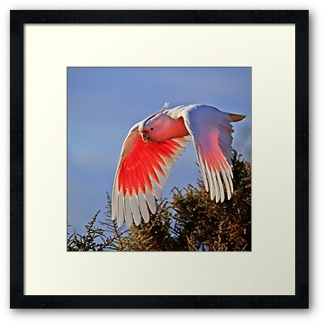 "Major Mitchell Cockatoo " by Stephen Ruane | Redbubble